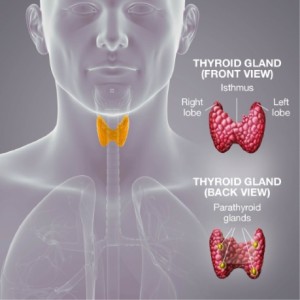 » About chronic hypoparathyroidism